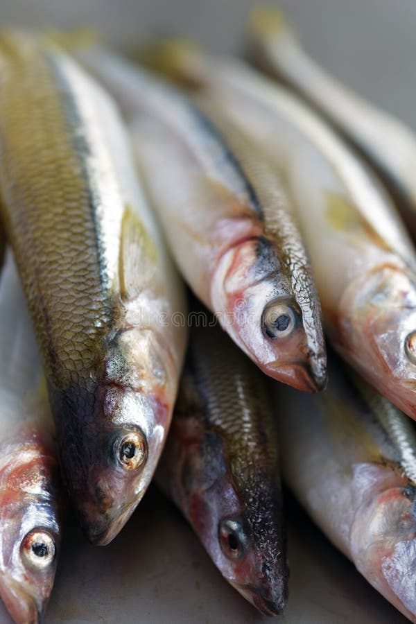 Raw smelt fish stock image. Image of food, cooking, healthy - 99644333