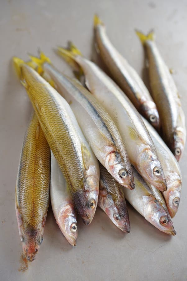Raw smelt fish stock image. Image of food, cooking, healthy - 99644333