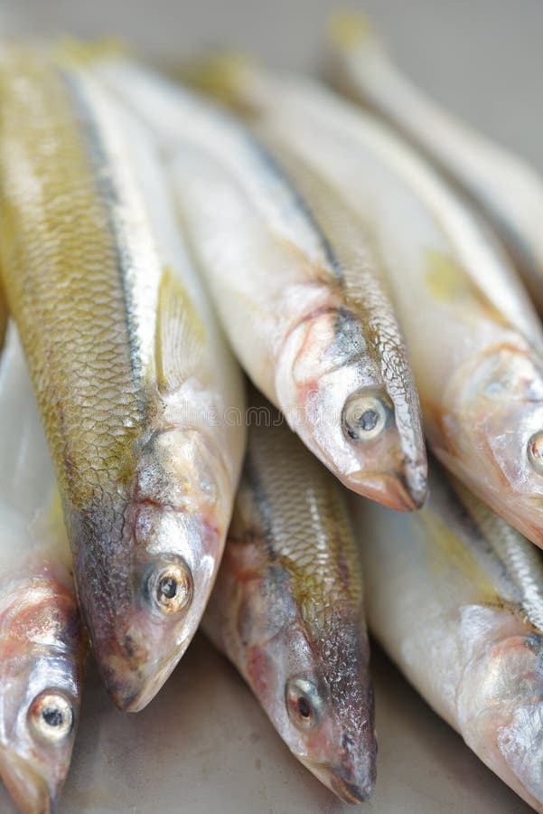 Raw smelt fish stock image. Image of food, cooking, healthy - 99644333