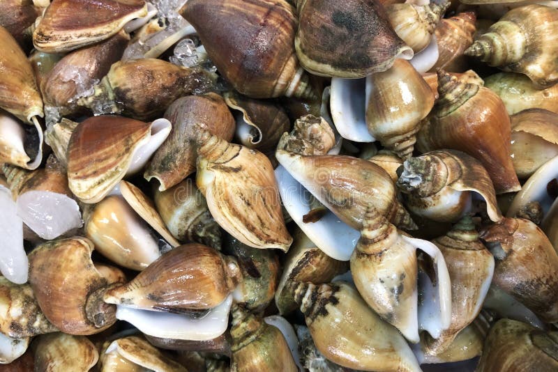 Fresh Snails in Shells on Ice for Sale at Fish Market Stock Image ...