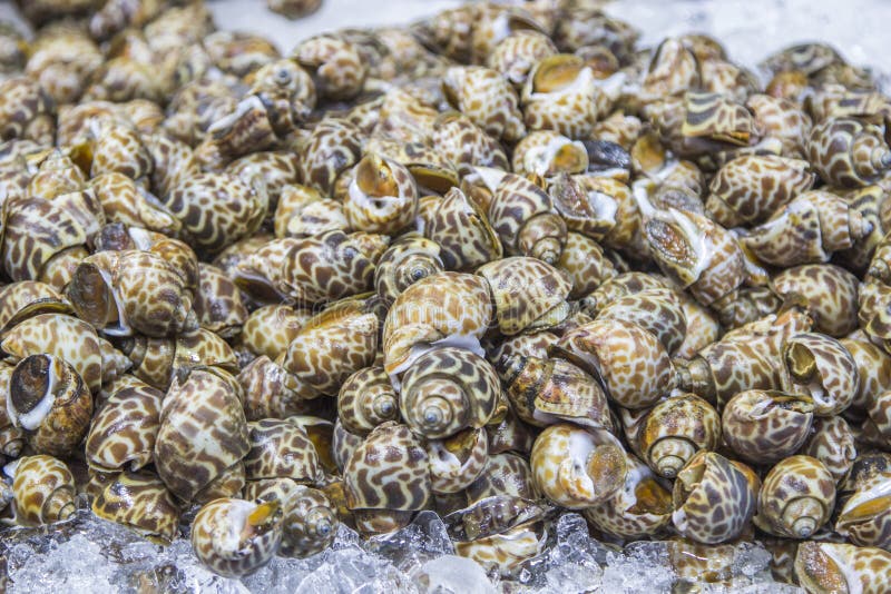 Raw Snails in Live Shells on Ice for Sale at Fish Market Stock Image ...