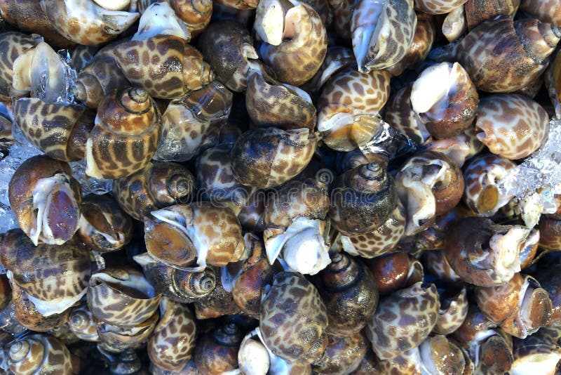 Raw Snails in Live Shells on Ice for Sale at Fish Market Stock Photo ...
