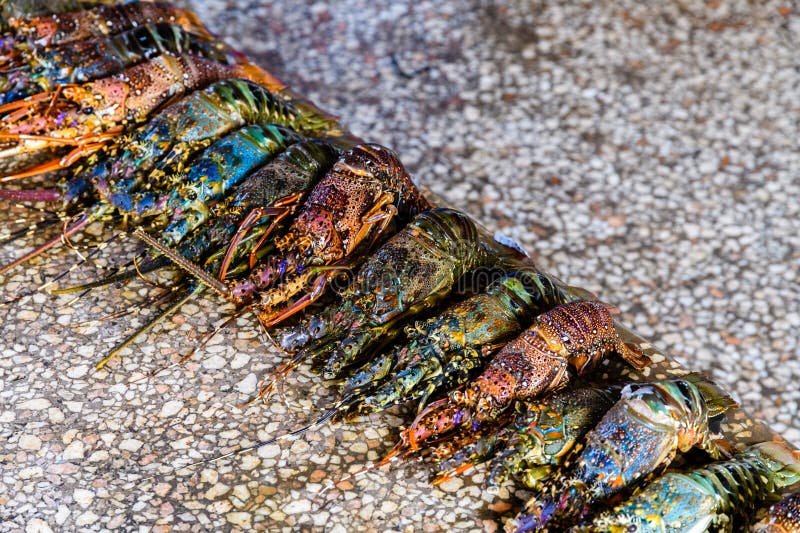 Raw Spiny Lobsters for Sale at the Fish Market Stock Image - Image of ...