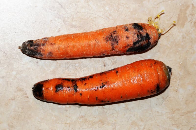 Raw Sprouted Carrots with Black Mold, Rotten Carrots Close-up Stock ...