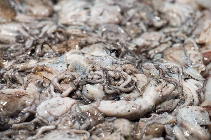 Raw squid in fish stock image. Image of meat, nature - 66742761