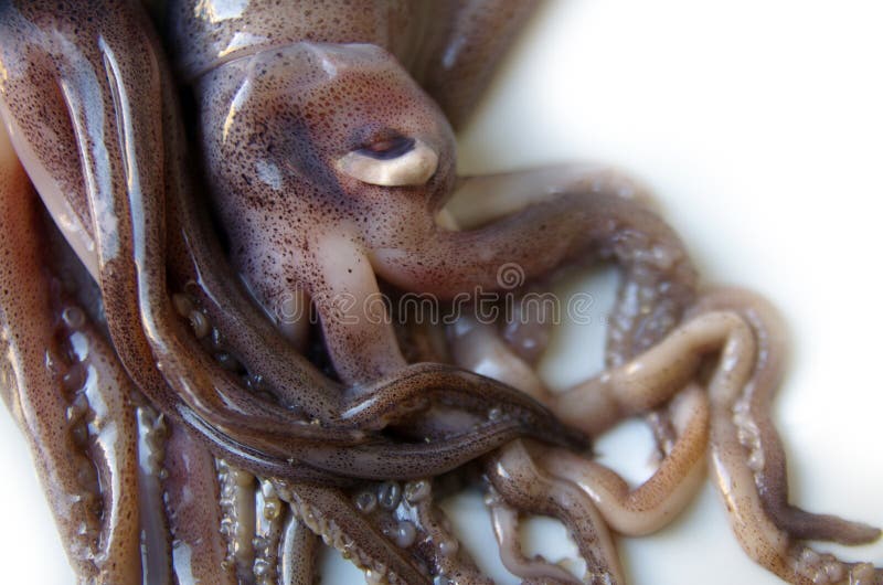 Raw Squid stock image. Image of mollusc, octopus, food - 39144067