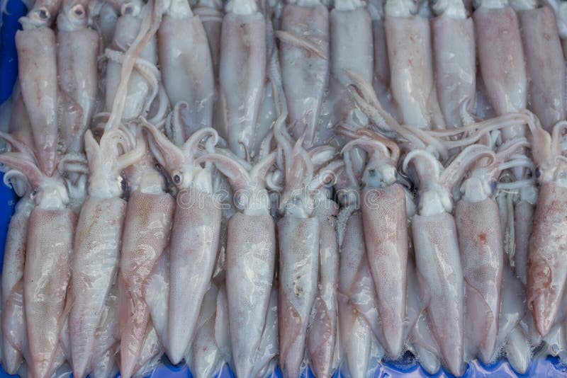 Raw squid stock photo. Image of ingredient, fish, tentacles - 65125690