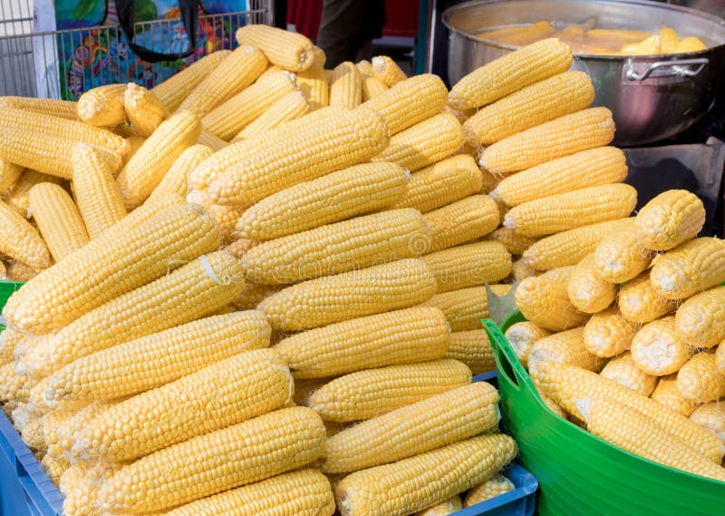 Raw Stack of Corncob Sweet Corn in Sunshine. Corn on the Cob Outside ...