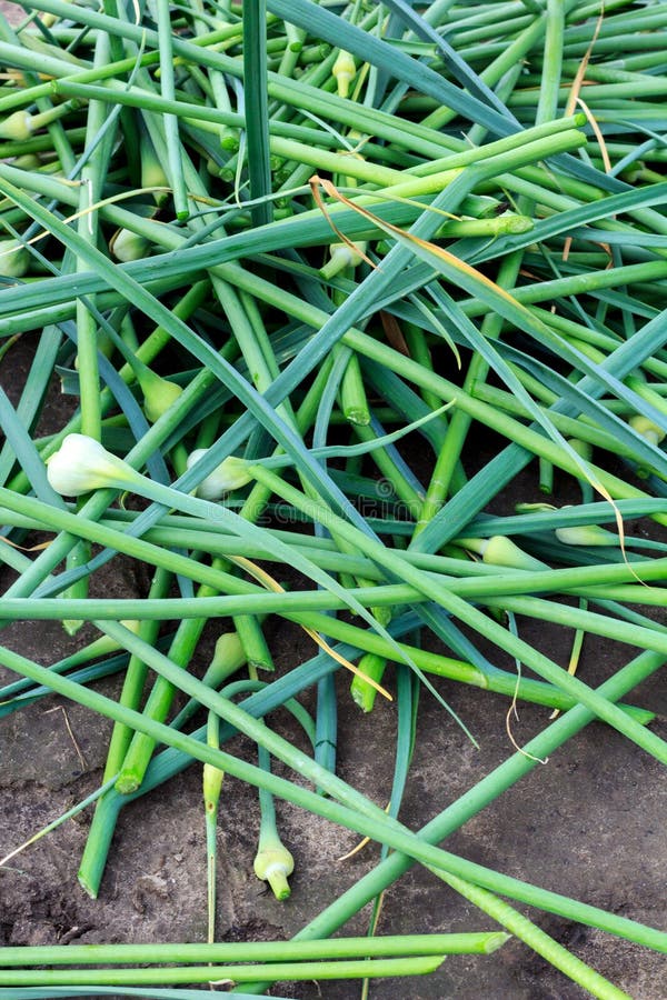 Raw stalks of garlic stock photo. Image of organic, harvesting - 82434762