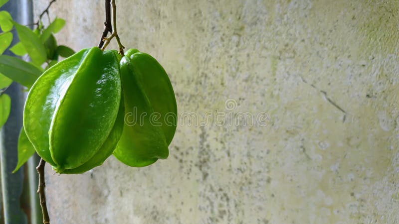 Raw Star Fruit Hanging from the Tree Branch Stock Photo - Image of tree ...