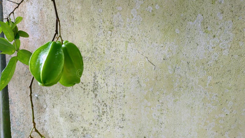 Raw Star Fruit Hanging from the Tree Branch Stock Photo - Image of ...