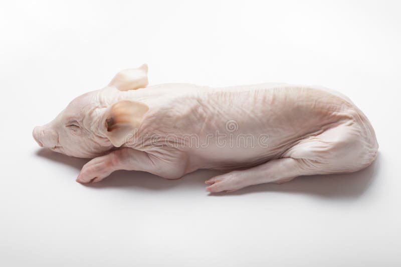 Raw Suckling Pig on a Light Background Stock Image - Image of cooking ...