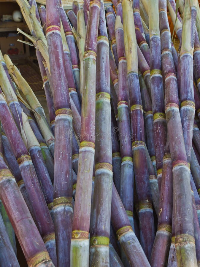 Raw Sugar Cane stock image. Image of farming, crop, unrefined - 27123363