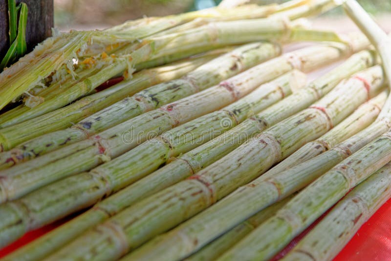Raw sugar cane cuts stock photo. Image of healthy, delicious - 176681754