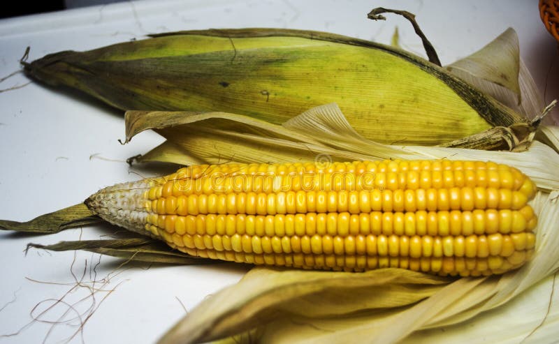 Raw Sweet Corn on Blurred Background with Dried Leaves Stock Image ...