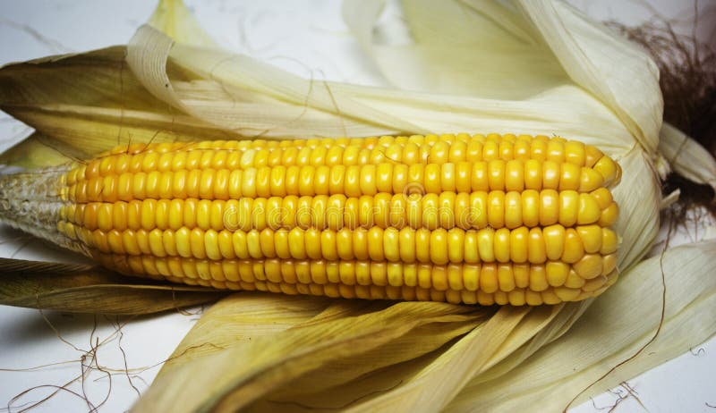 Raw Sweet Corn on Blurred Background with Dried Leaves Stock Photo ...