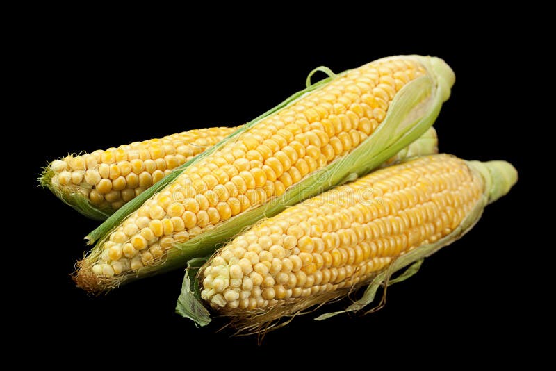 Raw sweet corn detail stock photo. Image of black, husk - 97531302