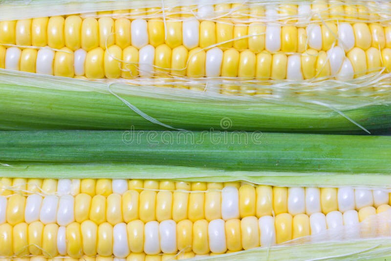 Raw Sweetcorn. stock photo. Image of colorful, gold, ingredient - 34261334