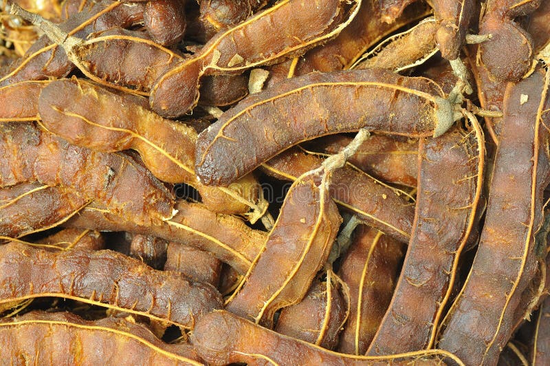 Raw tamarind stock image. Image of flavor, eating, health - 24172523