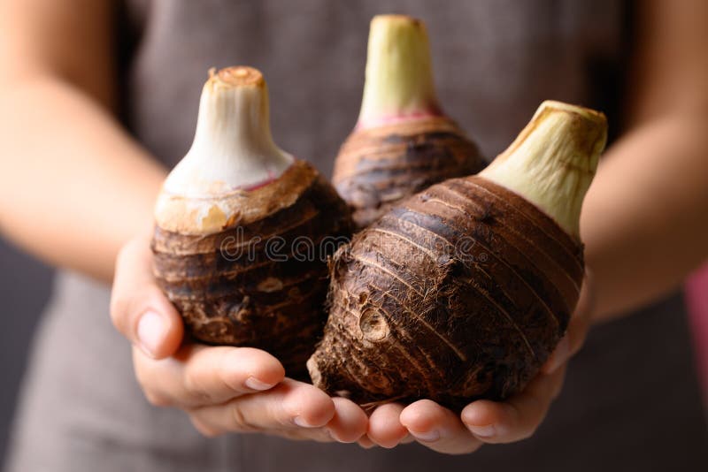 Raw Taro Corm Holding by Hand Stock Photo - Image of organic ...