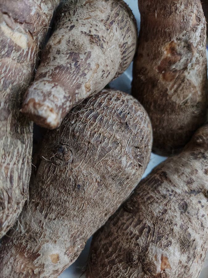 Raw Taro with Fine Hair for Steaming Stock Image - Image of food ...