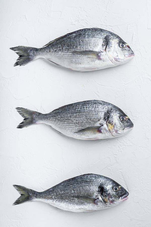 Raw Three Sea Bream or Gilt Head Bream Dorada Fish on White Background ...