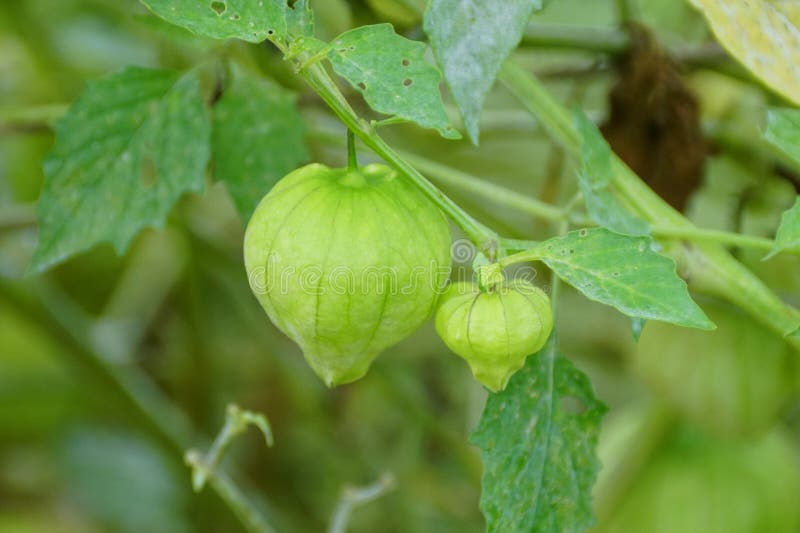 Raw Tomatillo on the Tree, Also Known As the Mexican Husk Tomato Stock ...