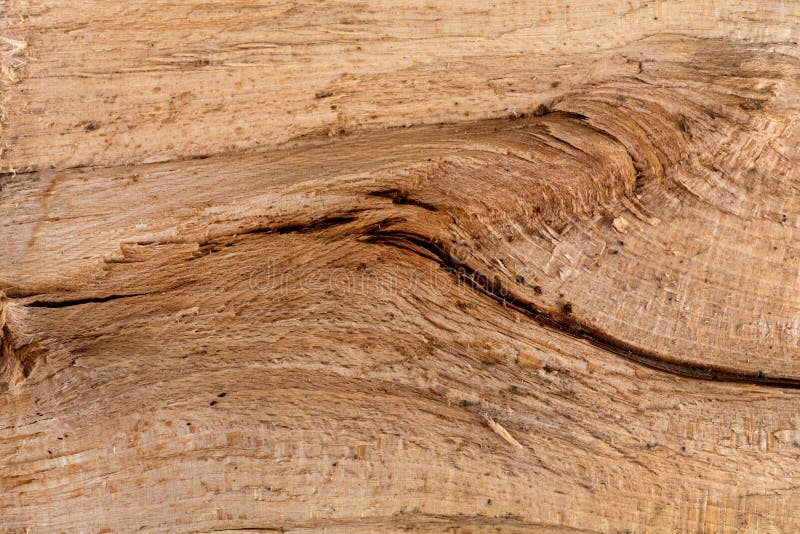 Raw Tree Texture with Crack. Natural Pattern Background Surface Concept ...