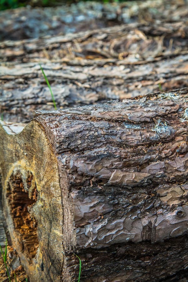 Tree trunks stock image. Image of heating, bark, hardwood - 152582869