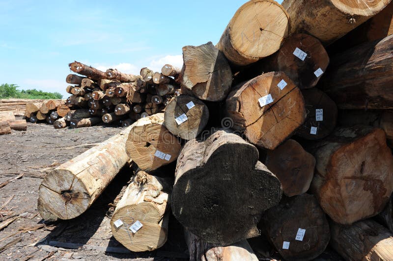 Raw trunk with tag stock photo. Image of wood, tree, annual - 15009912