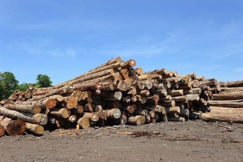 Raw trunk with tag stock image. Image of marking, tree - 17272905