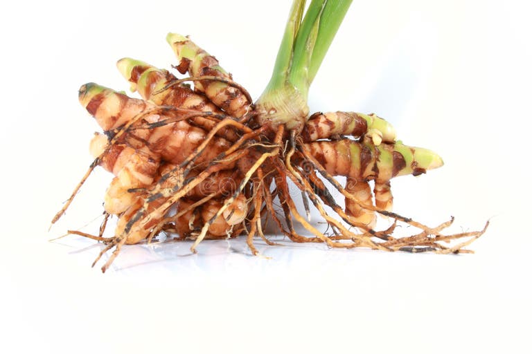 4,771 Turmeric Raw Plant Stock Photos - Free & Royalty-Free Stock ...
