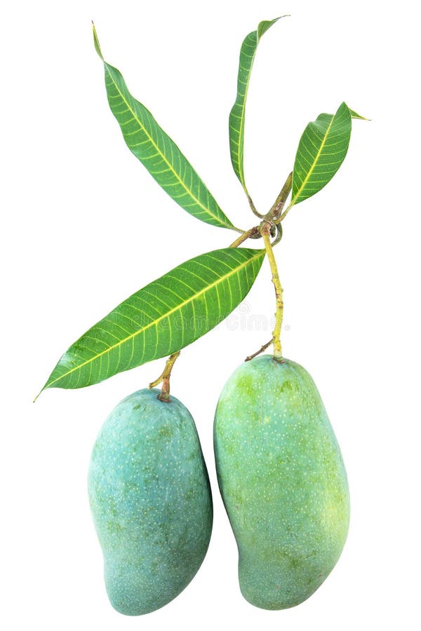 It is Fresh Raw Two Mango with Leaves Isolated on White Background ...