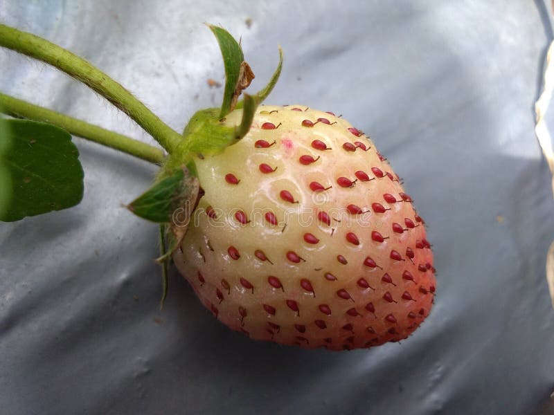 Stroberry fruit stock image. Image of growth, fruit - 120648431