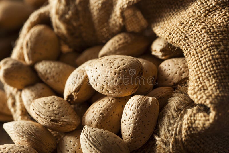 Raw Unshelled Organic Almonds Stock Image - Image of husks, natural ...