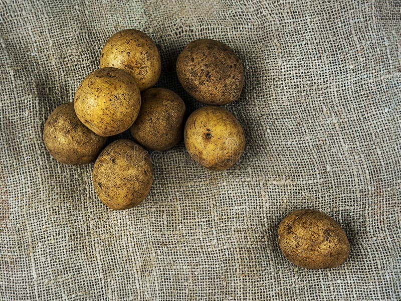 Raw Unwashed Potatoes Pile Isolated on Rough Sacking Material Stock ...
