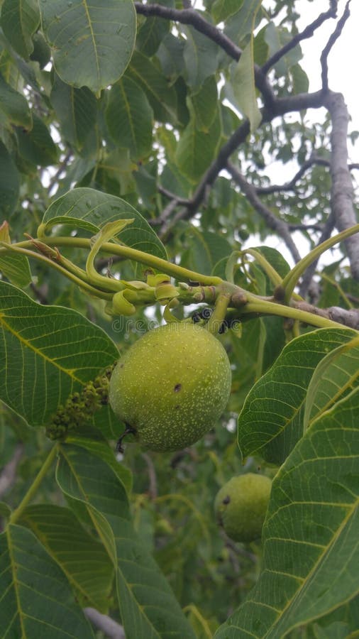 Raw walnut tree stock photo. Image of green, food, citrus - 220025112
