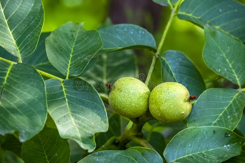Raw Walnuts and Green Leaves on Tree Branches Stock Image - Image of ...