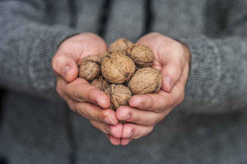 Raw walnuts in male hands stock image. Image of food - 76546151
