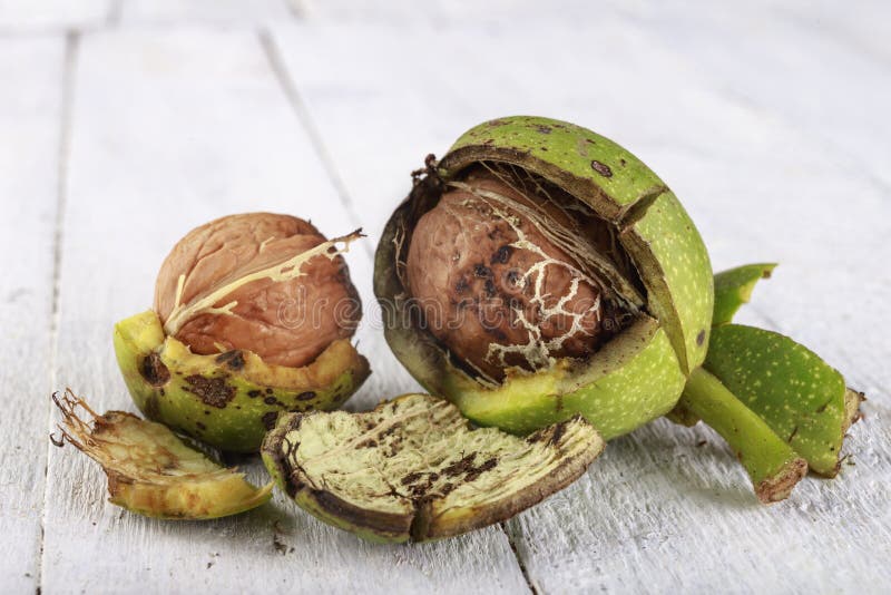 Raw Walnuts in Shell on a Wooden Table. the Fruits of a Large Deciduous ...