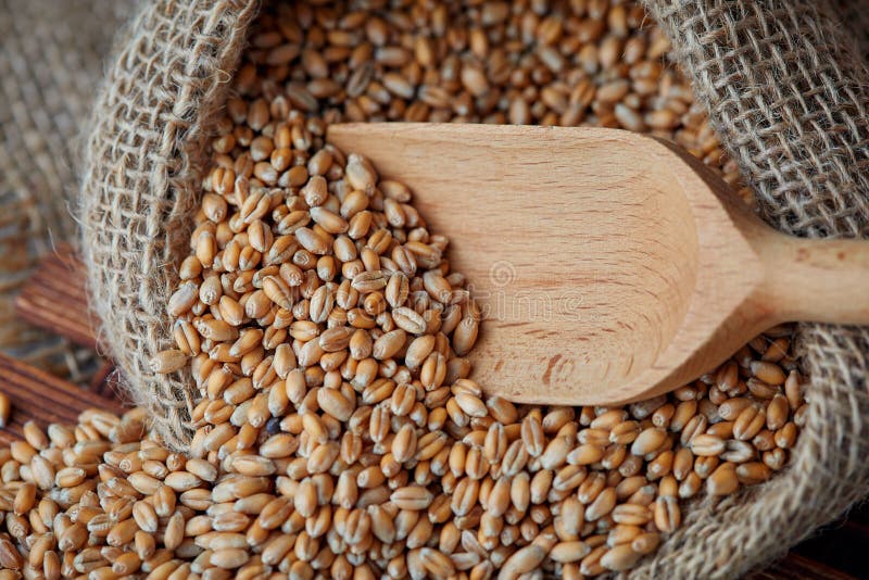 Raw wheat grain stock photo. Image of brown, cereal - 162930454