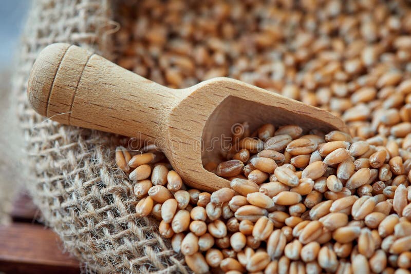 Raw wheat grain stock image. Image of crop, yellow, background - 162930271