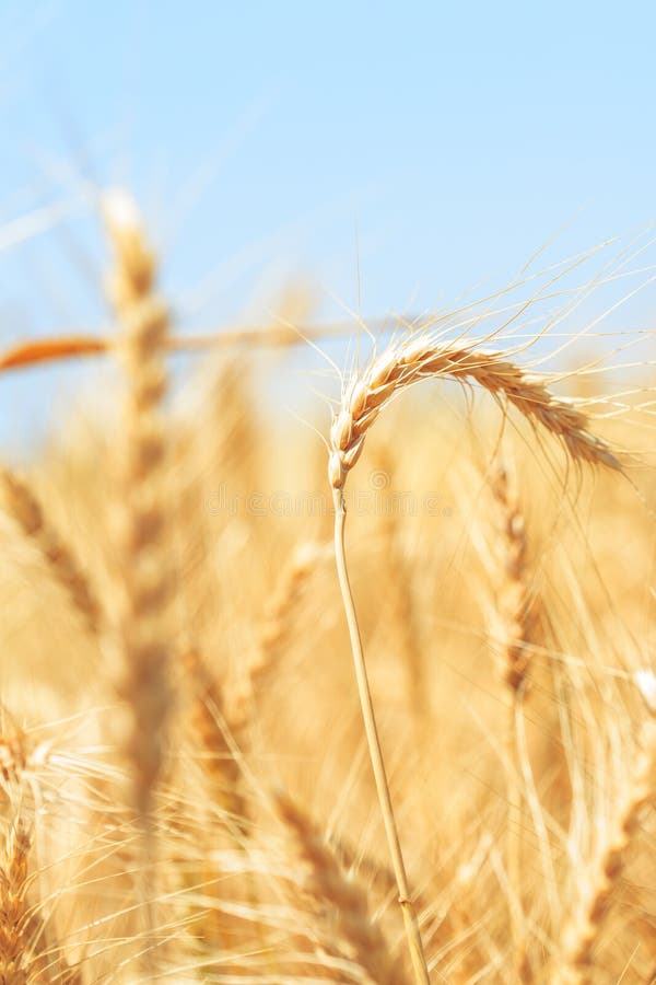 Raw wheat in wheat field stock photo. Image of summer - 91069522