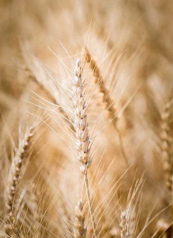 Raw wheat in wheat field stock photo. Image of crop, fruit - 91069530