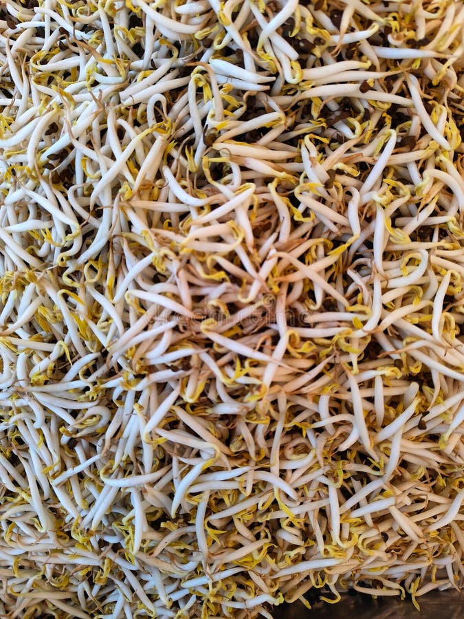 Raw White Bean Sprouts or Mung Bean for Cooking Vegetarian Dish Stock ...