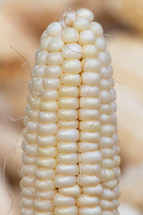 25,290 Corn Sweet White Raw Stock Photos - Free & Royalty-Free Stock ...