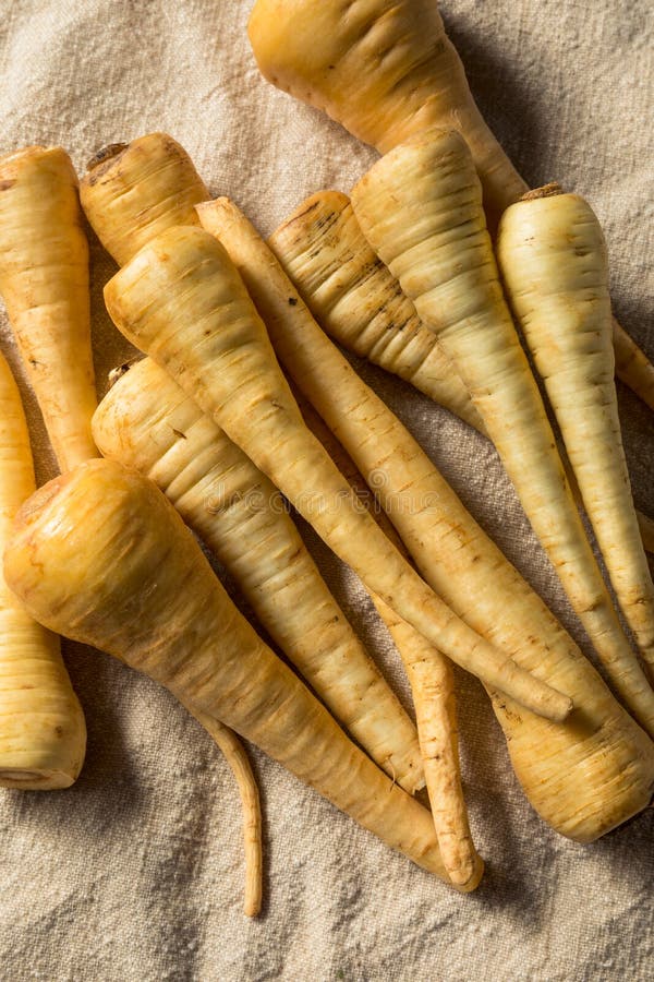 Raw White Organic Parsnips stock image. Image of harvest - 225095291
