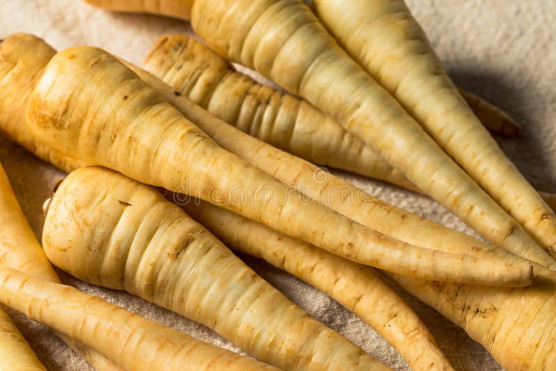 Raw White Organic Parsnips stock image. Image of ripe - 225095295