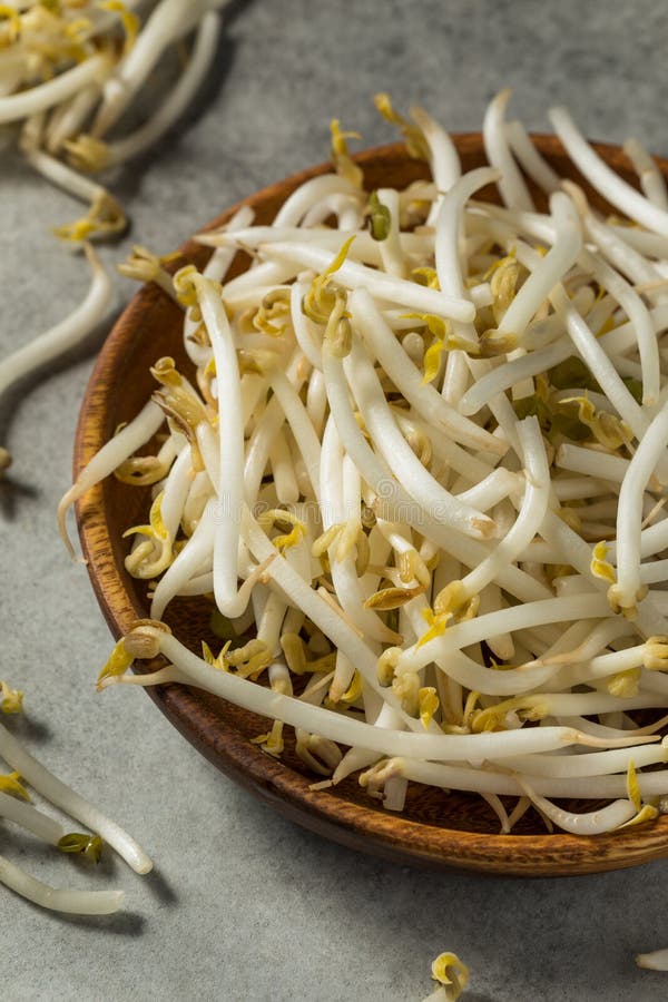 Raw White Organic Soy Bean Sprouts Stock Photo - Image of bean, soybean ...