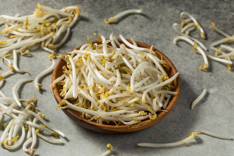 Raw White Organic Soy Bean Sprouts Stock Photo - Image of vegetarian ...